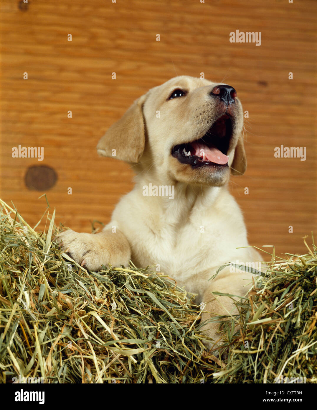 REG. YELLOW LABRADOR RETRIEVER (7 WEEKS OLD) / STUDIO Stock Photo - Alamy