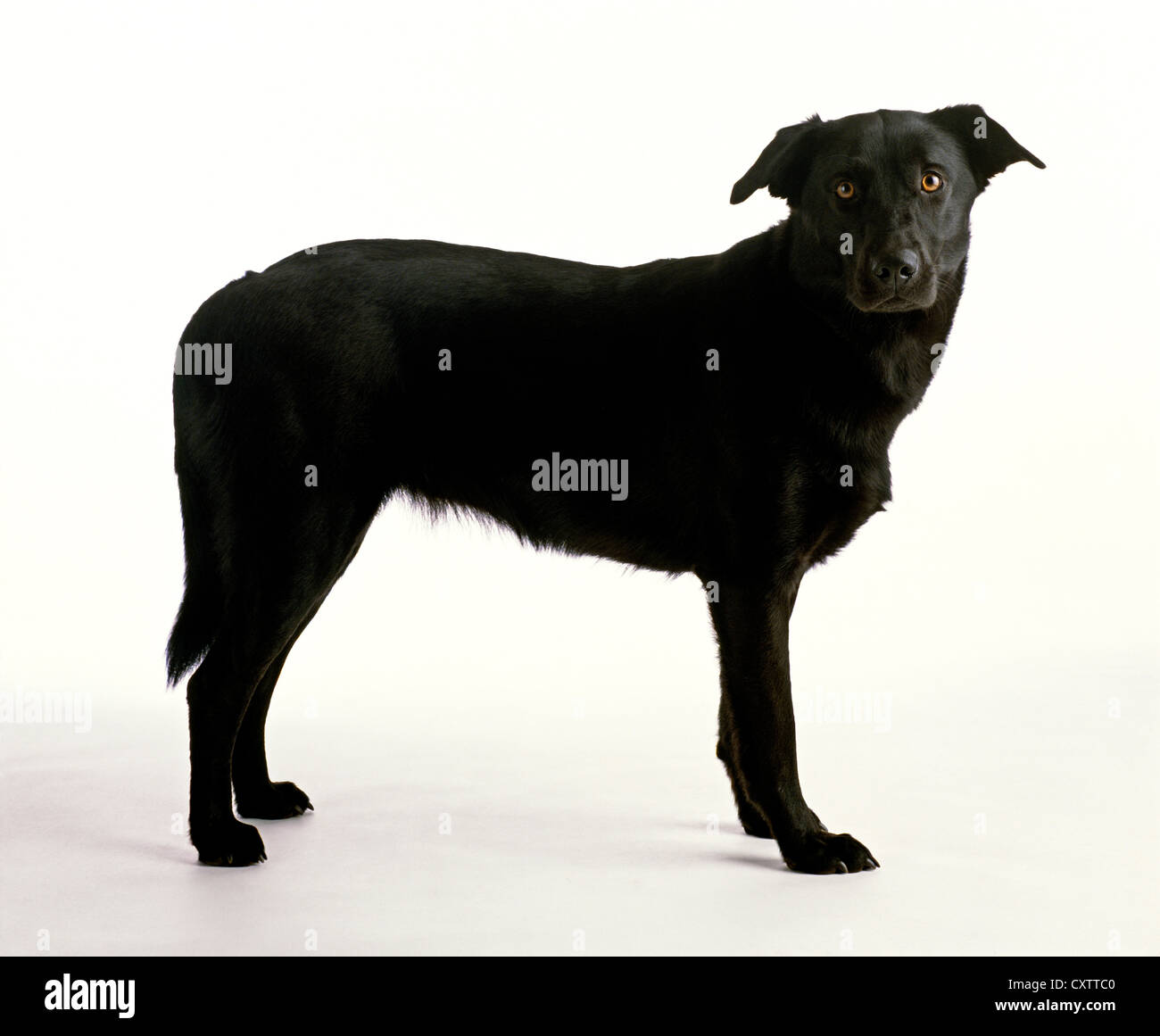 Side profile of black lab hi-res stock photography and images - Alamy