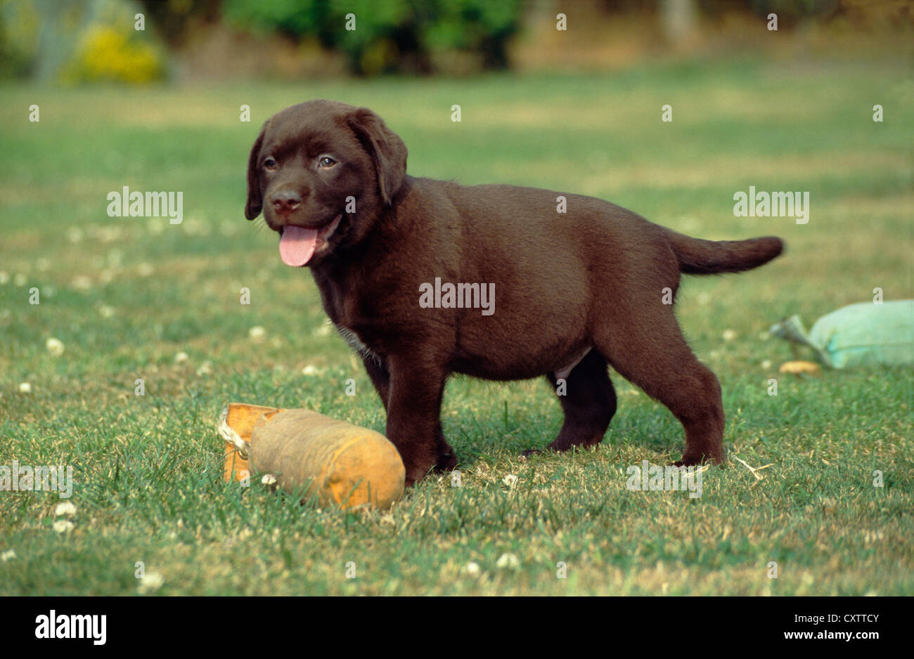 ADORABLE CHOCOLATE LABRADOR RETRIEVER PUPPY PLAYING IN YARD / ENGLAND ...