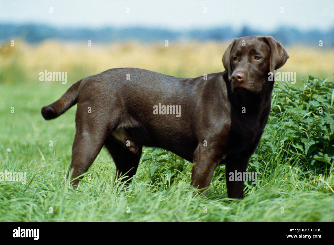 SIDE VIEW OF BEAUTIFUL LABRADOR RETRIEVER Stock Photo - Alamy