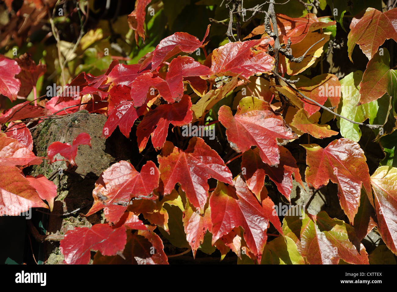 Primrose with ivy hi-res stock photography and images - Alamy