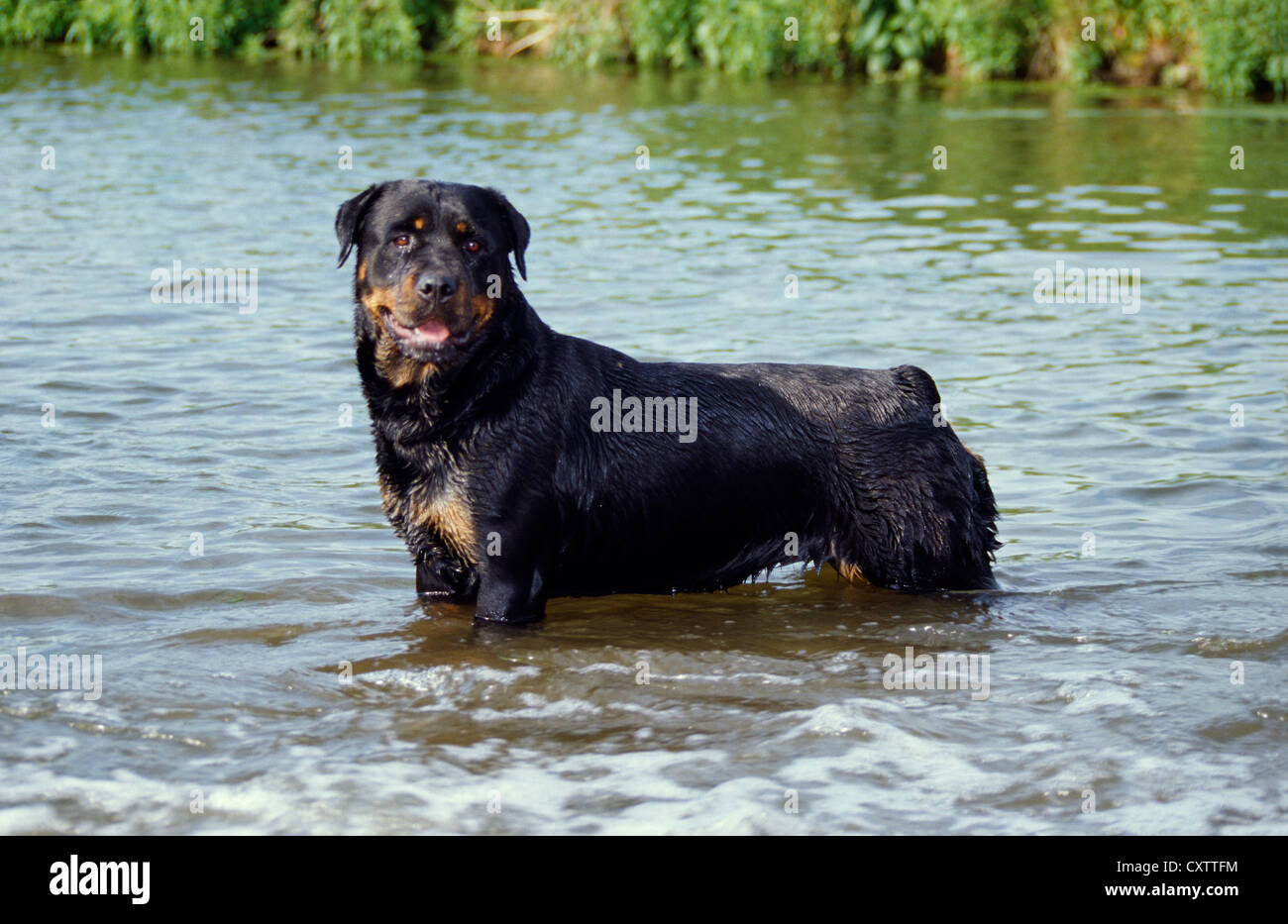 A ROTTWEILER PLAYING IN THE WATER Stock Photo - Alamy