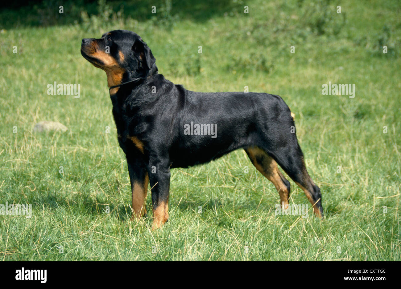 SIDE VIEW OF ROTTWEILER STANDING OUTSIDE/ ENGLAND Stock Photo - Alamy