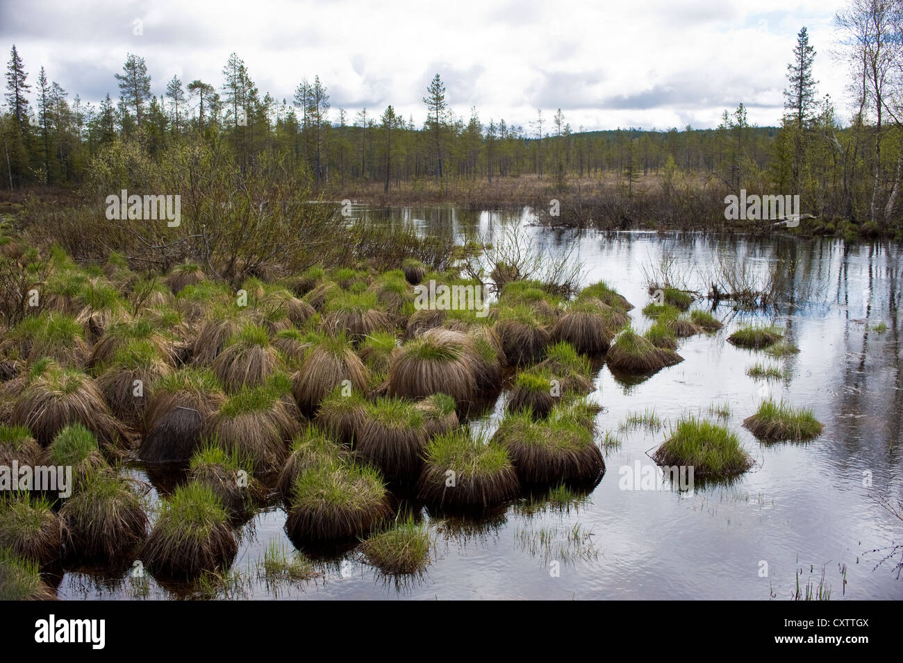 Wetlands covered with clumps of grass in Lapland, northernmost Sweden ...