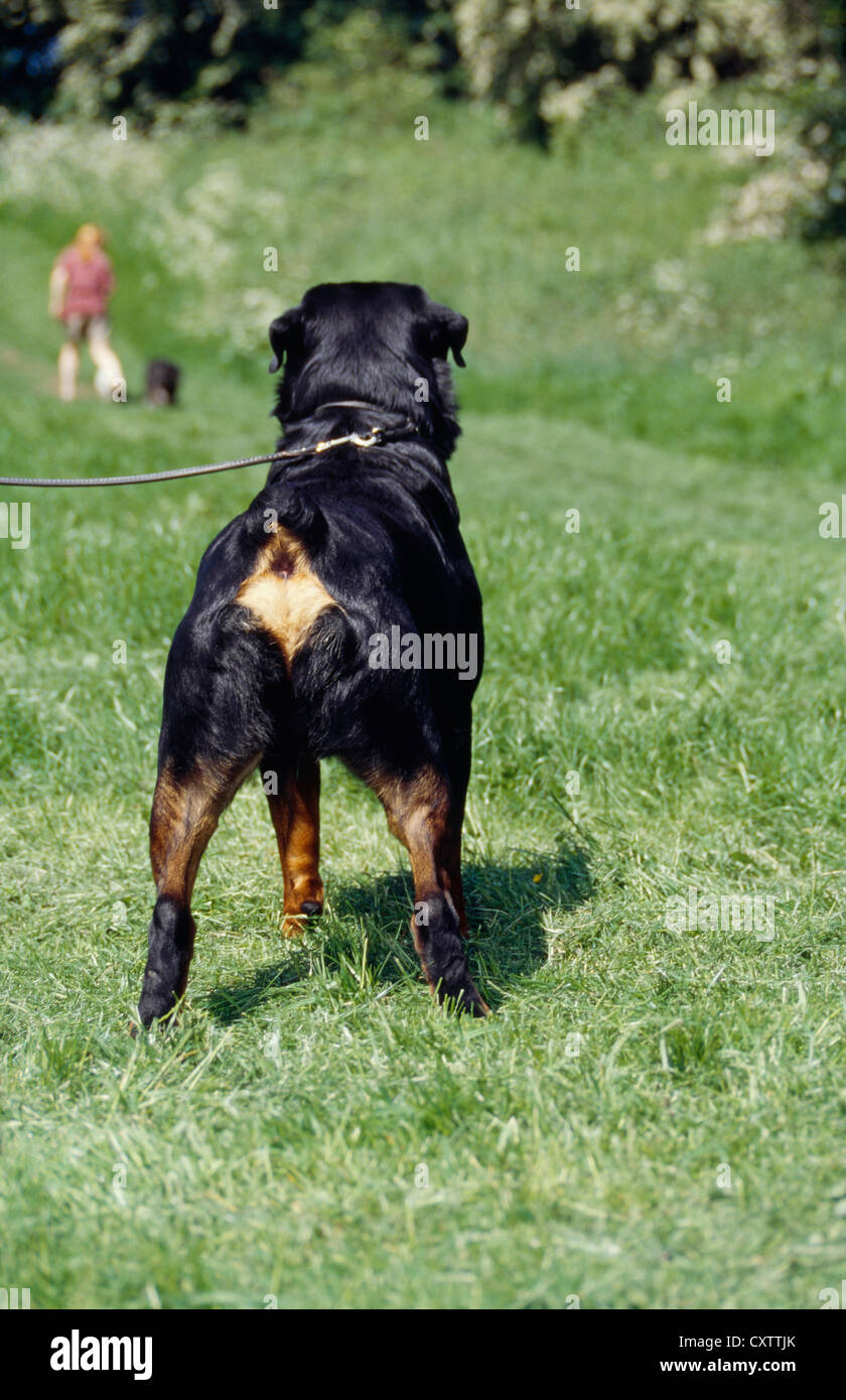 BACK VIEW OF ROTTWEILER STANDING/ ENGLAND Stock Photo - Alamy