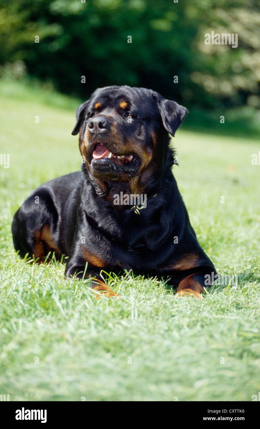Rottweiler laying grass hi-res stock photography and images - Alamy
