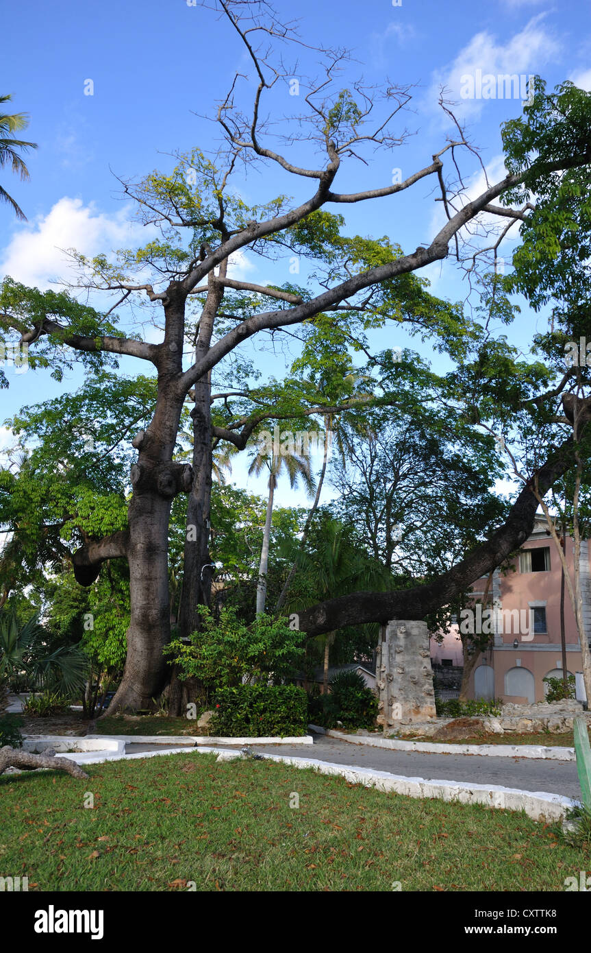 Big tree in downtown nassau hi-res stock photography and images - Alamy