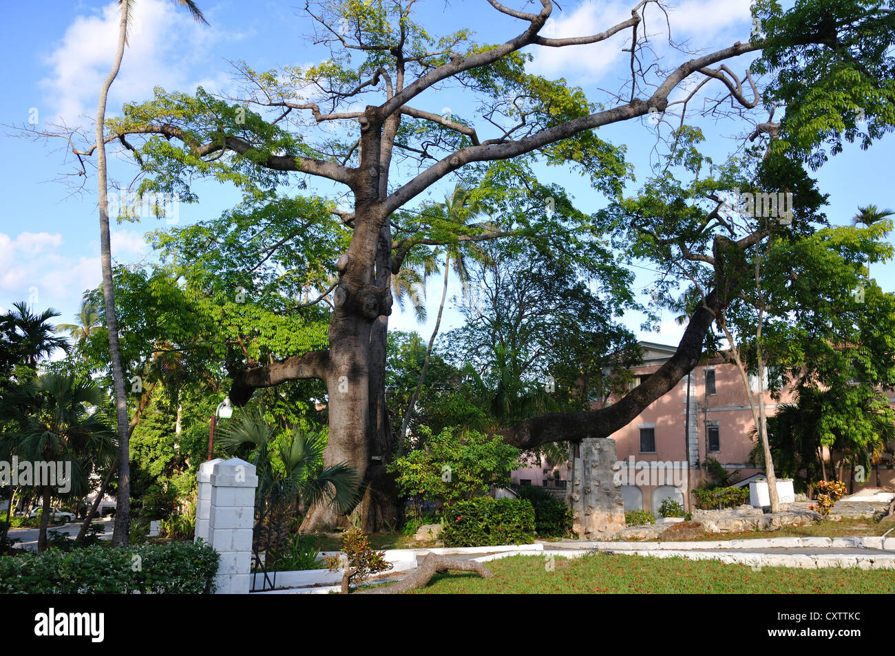 Big tree in downtown, Nassau, Bahamas Stock Photo - Alamy
