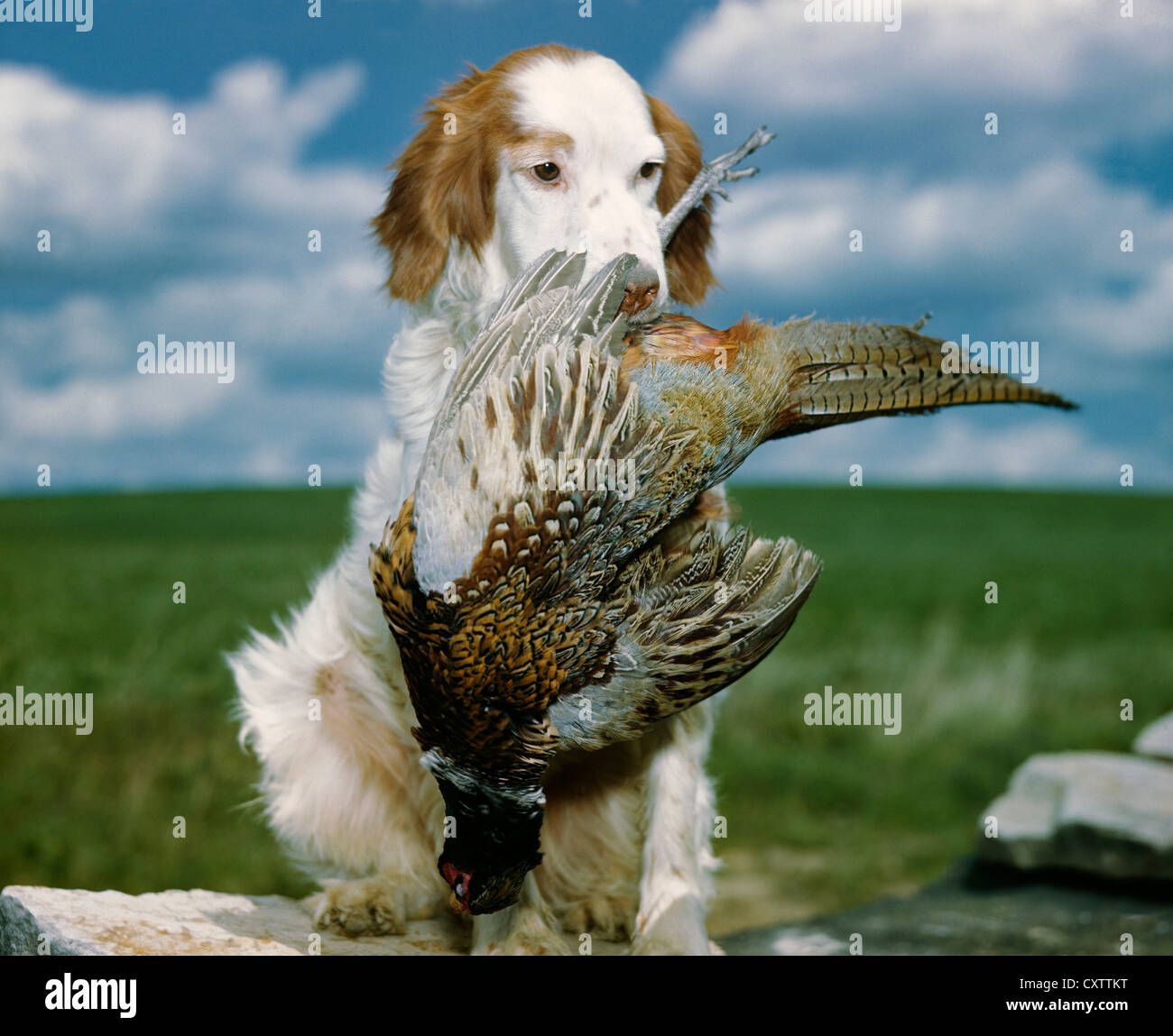 Setter laverack hi-res stock photography and images - Alamy