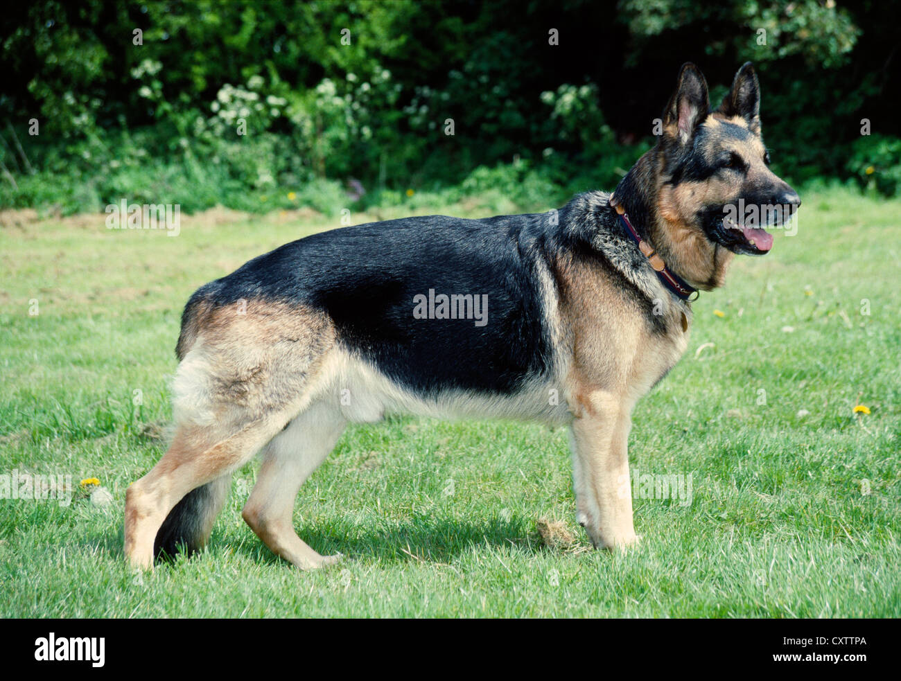 BEAUTIFUL ADULT GERMAN SHEPHERD IN YARD / IRELAND Stock Photo - Alamy