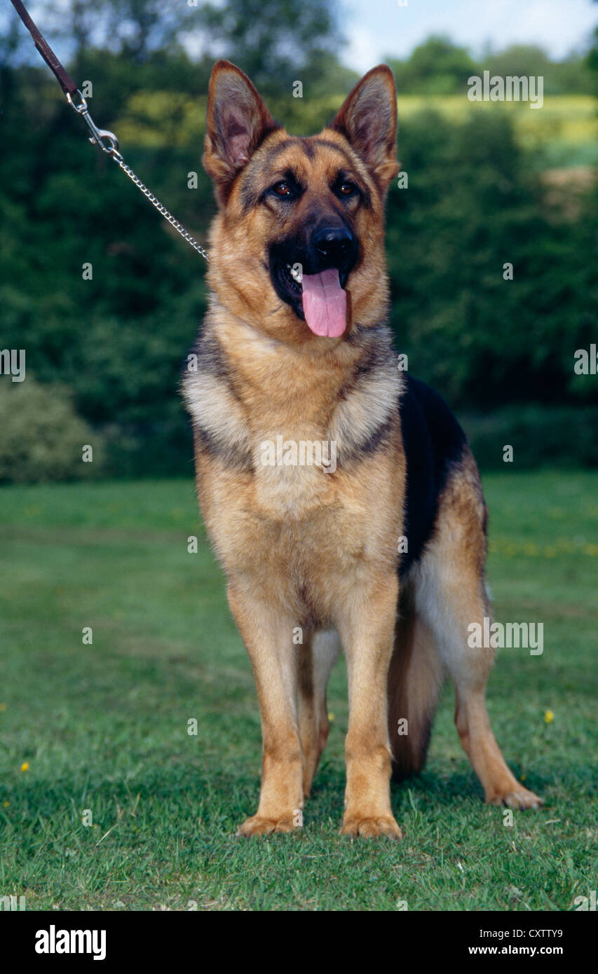 Irish German Shepherd