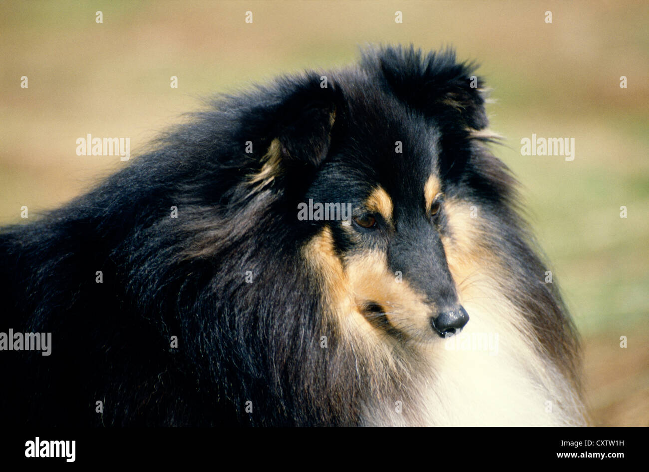 CLOSE-UP OF BEAUTIFUL SHETLAND SHEEPDOG / ENGLAND Stock Photo - Alamy