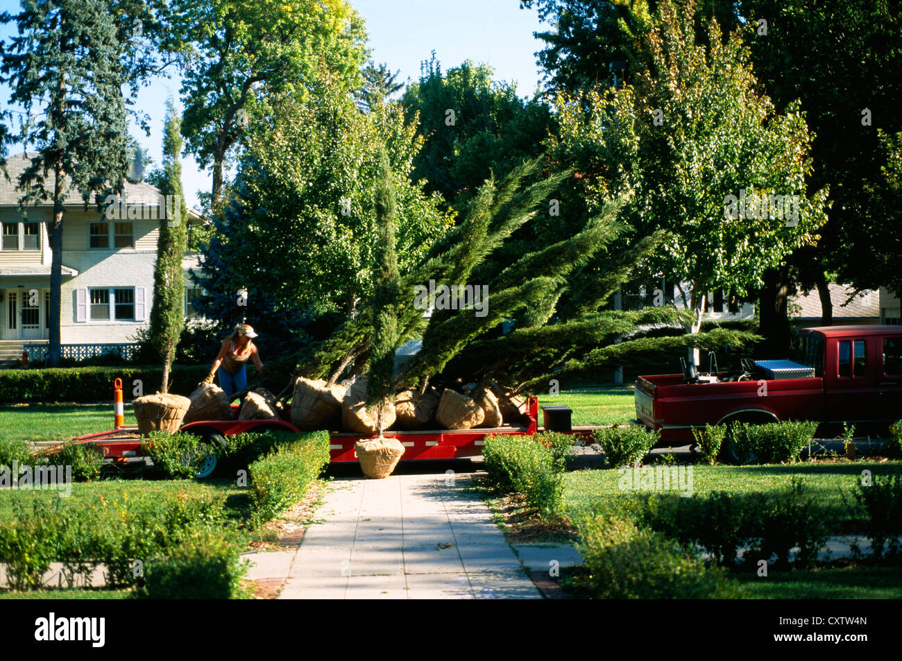 NURSERY EMPLOYEES UNLOADING WOODWARD JUNIPER TREES (JUNIPERUS ...