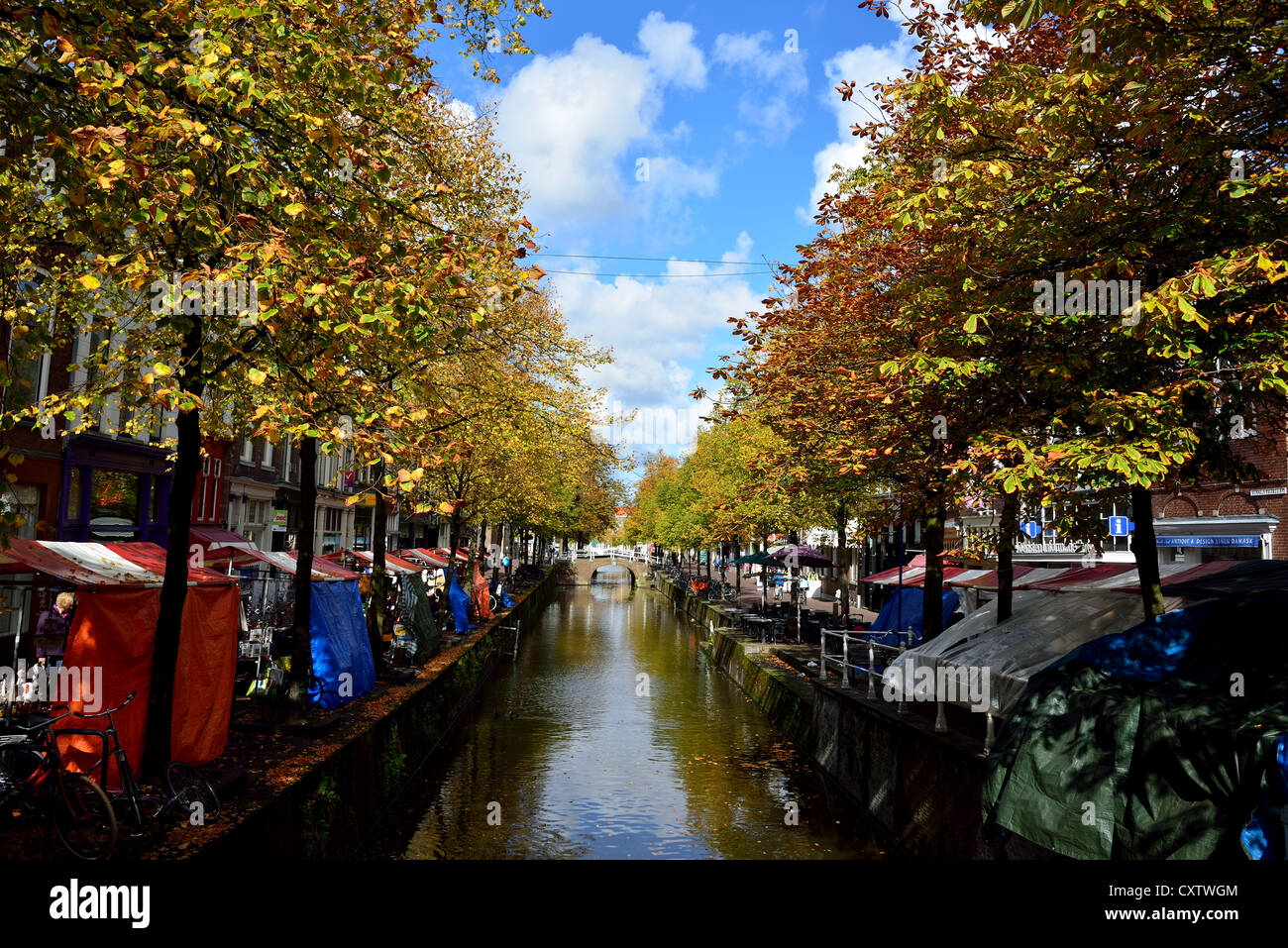 Fall foliage on the tree leaves along canal. Delft, Netherlands Stock ...