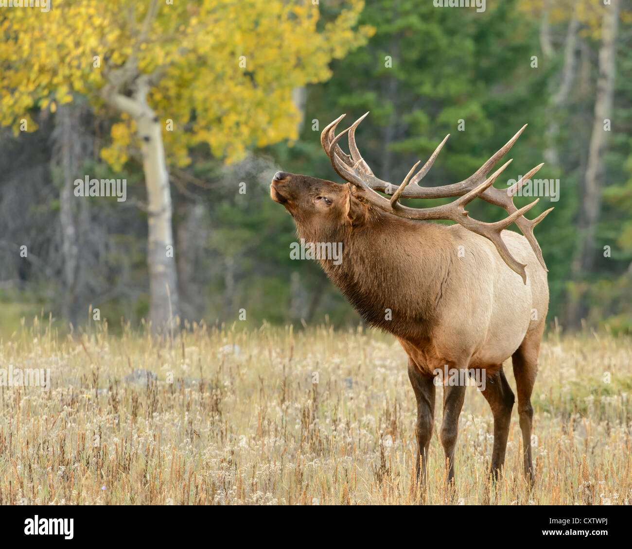Bull Elk - Cervus elaphus - Northern Rockies Stock Photo - Alamy