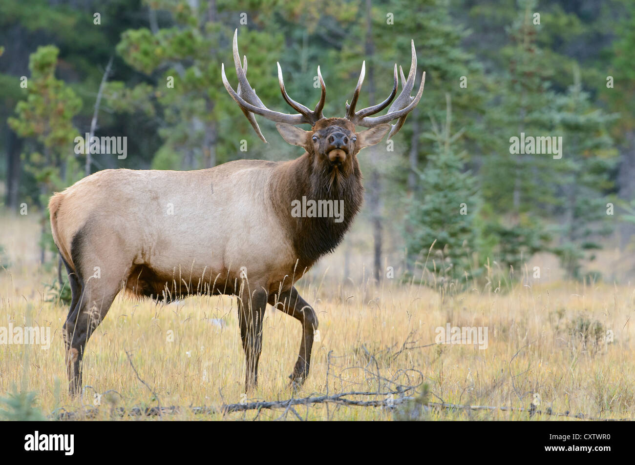 Bull Elk - Cervus elaphus - Northern Rockies Stock Photo - Alamy