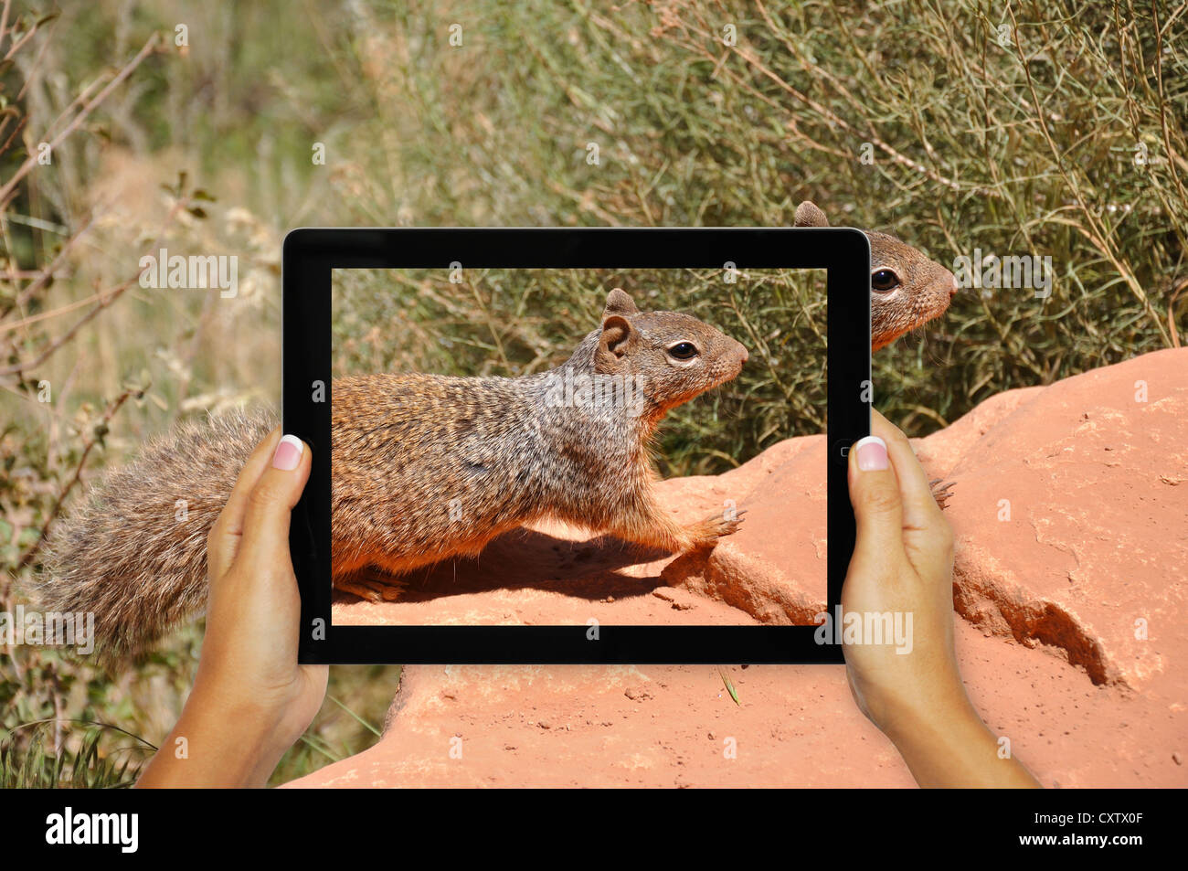 Taking photo with tablet Stock Photo - Alamy