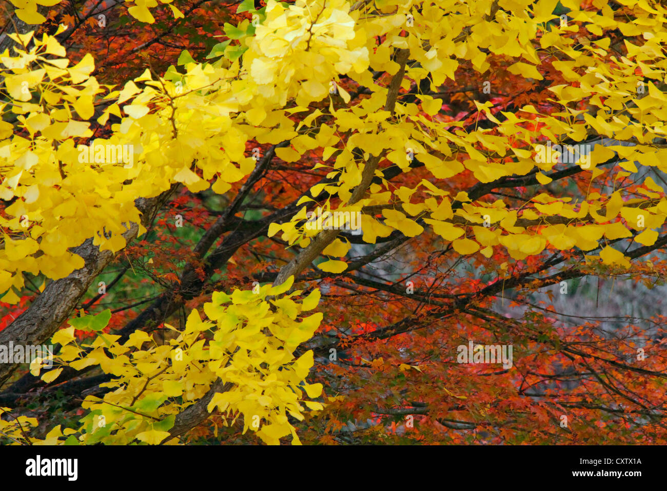 Autumn leaf color Japanese Maple and Gingko tree by the Lake Sai-ko ...