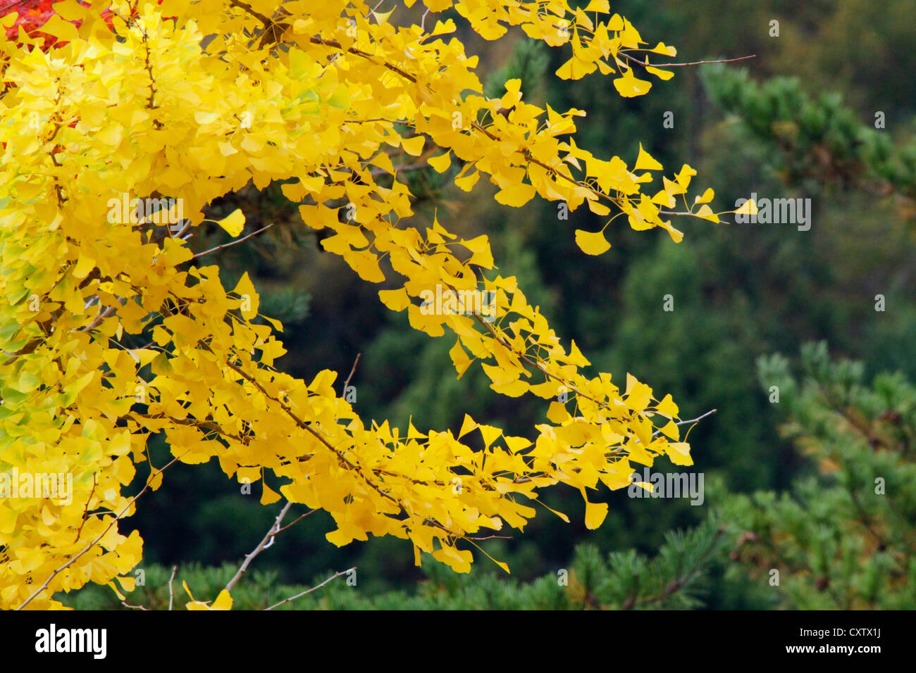 Autumn leaf color Gingko tree by the Lake Sai-ko Japan Stock Photo - Alamy