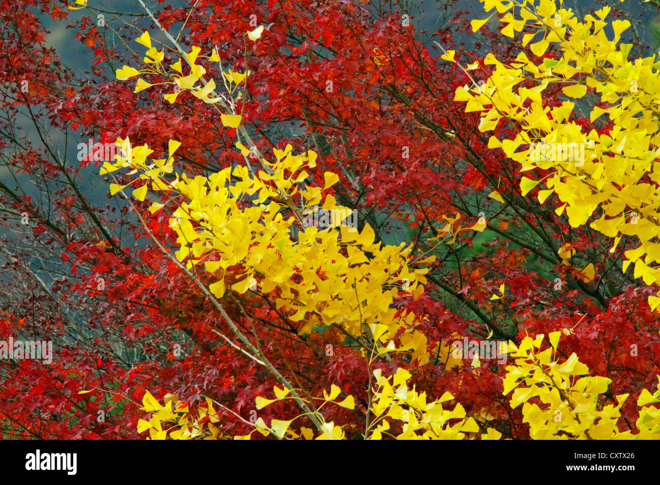 Autumn leaf color Japanese Maple and Gingko tree by the Lake Sai-ko ...