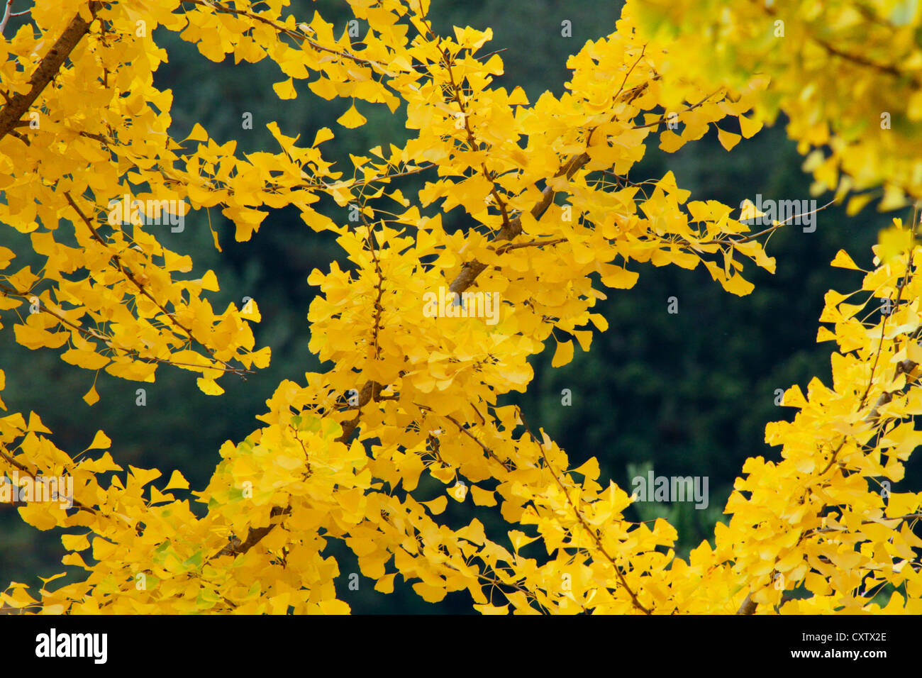 Ginkgo biloba autumn leaf hi-res stock photography and images - Alamy
