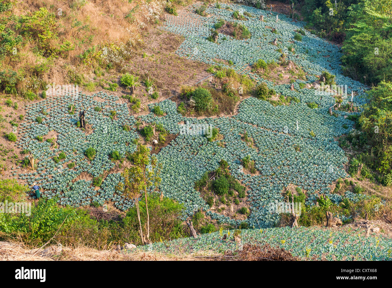 Cabbage field in Shan Region, Myanmar (Burma Stock Photo - Alamy