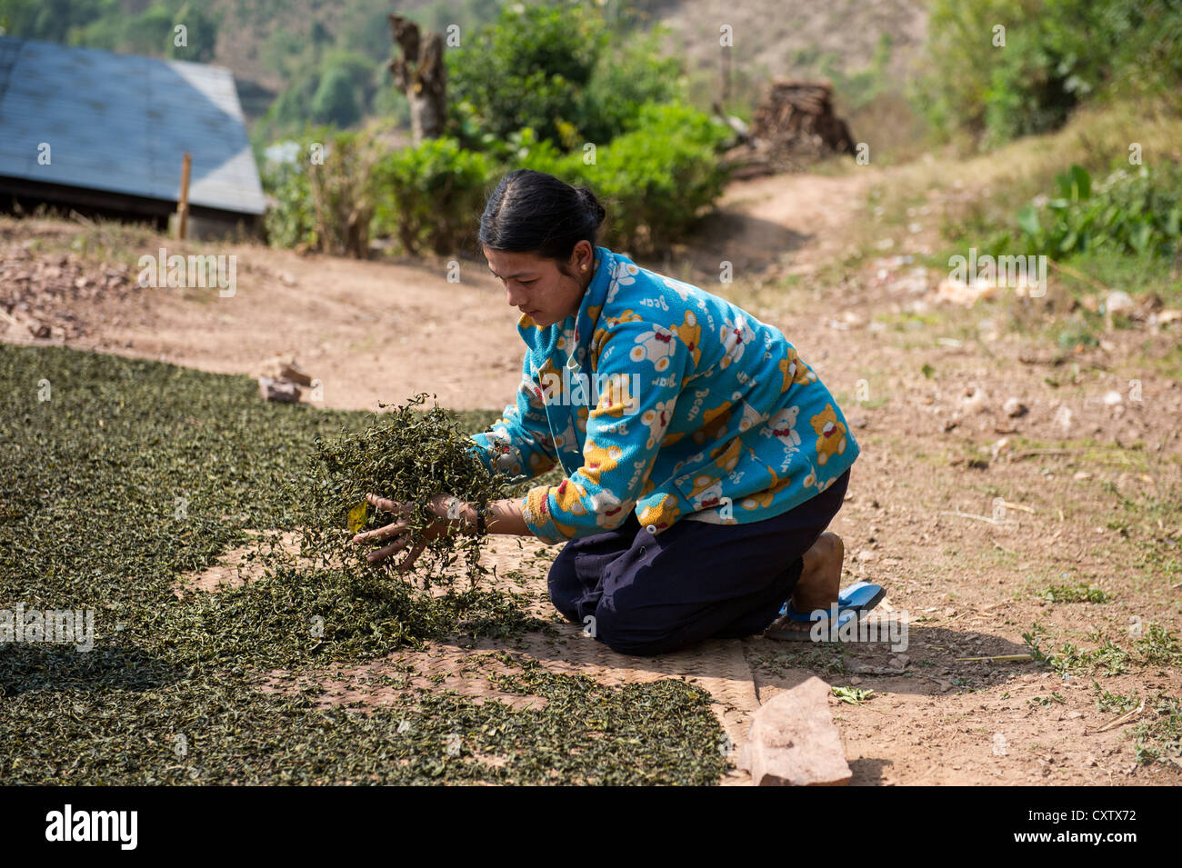 Woman drying tea leaves in Pein Ne Bin village, Shan Region Myanmar ...