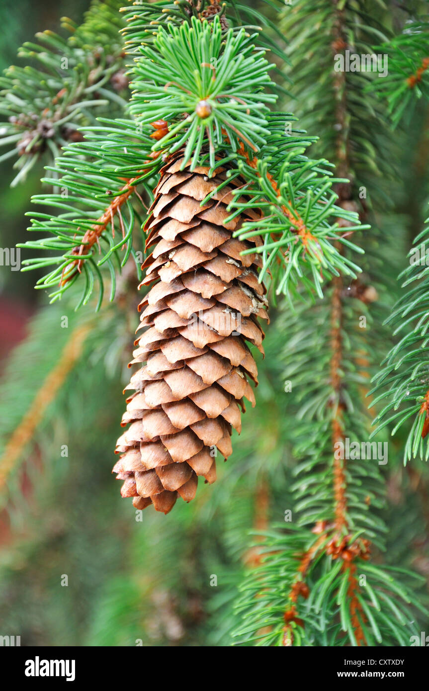 Pine tree cone Stock Photo - Alamy