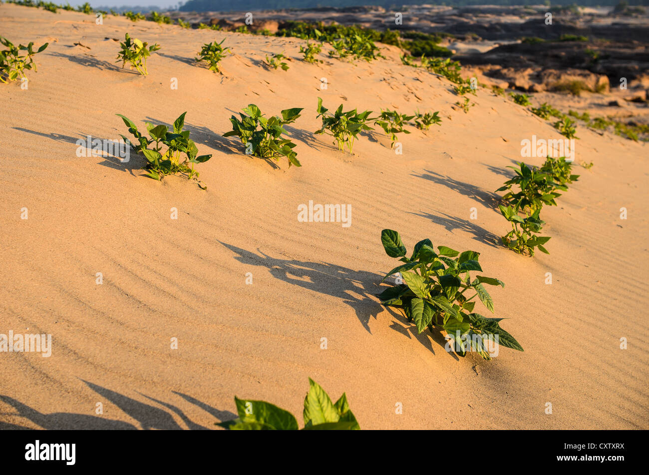 Green plant on the sand leaves and sun Stock Photo - Alamy