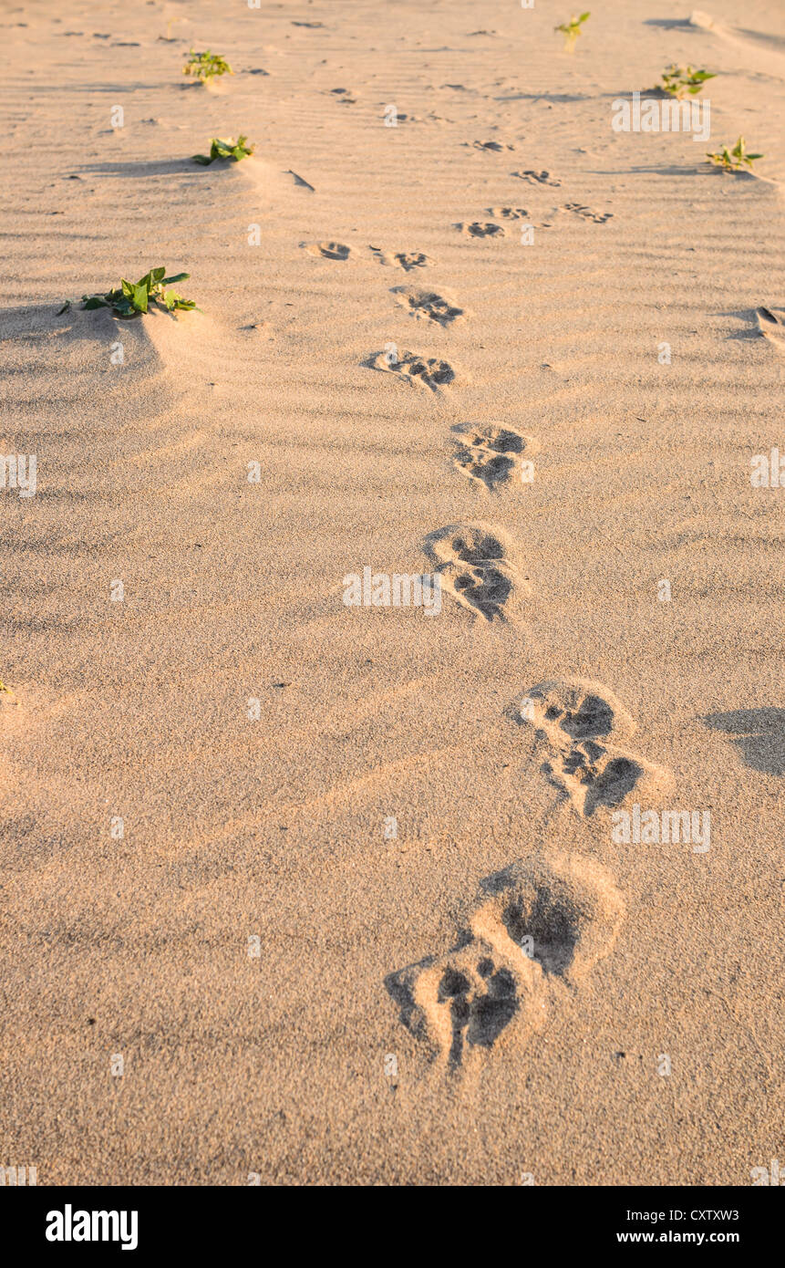 Dogs track in sand in the nature Stock Photo - Alamy