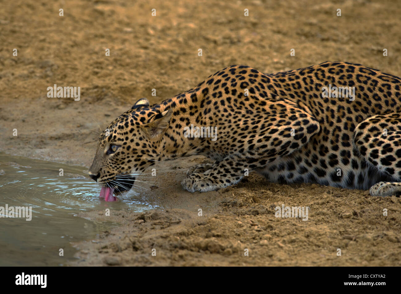 Sri Lankan Leopard Drinking Water