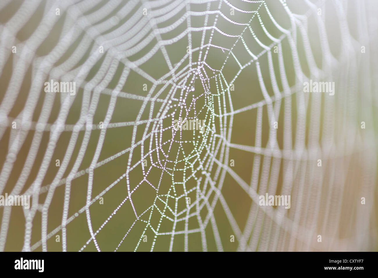 spider web wet with dew Stock Photo - Alamy