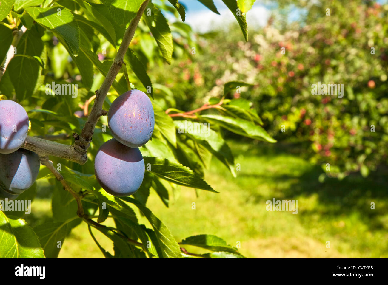 Plum tree autumn hi-res stock photography and images - Alamy