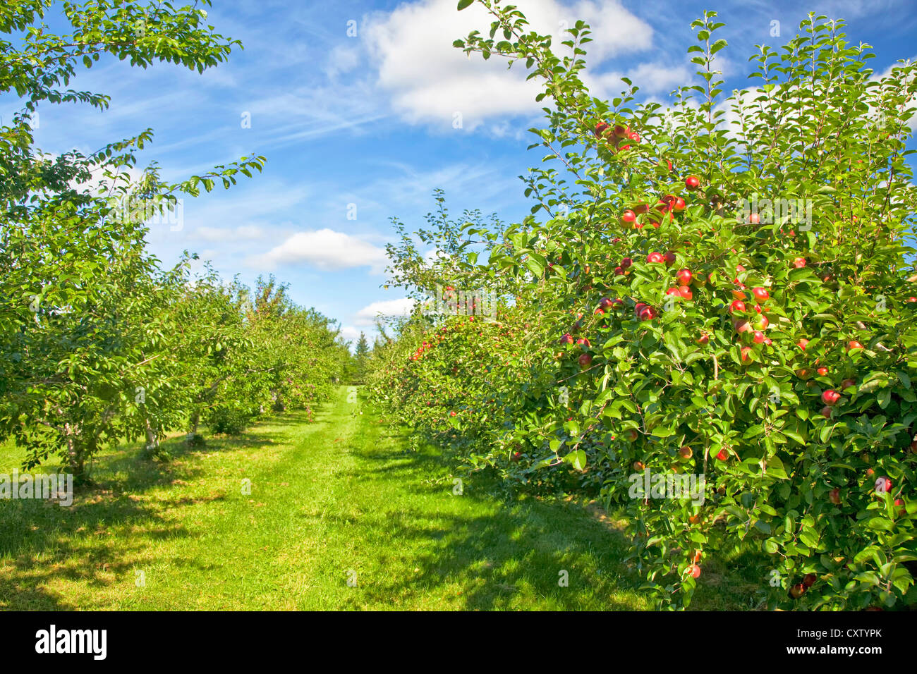 Rows of apple trees with fresh ripe fruit Stock Photo - Alamy