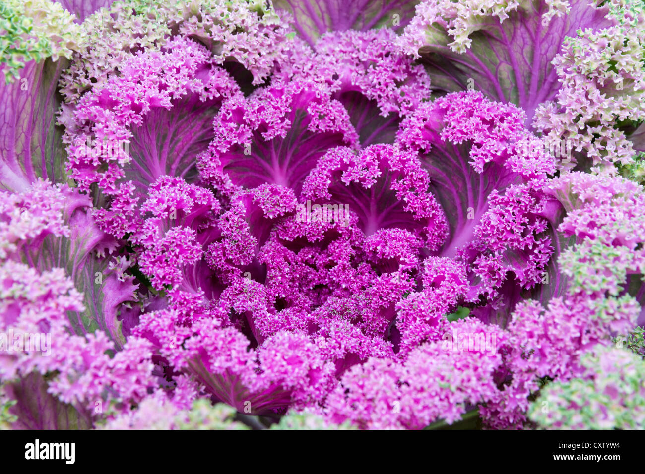 decorative ornamental cabbage with ruffled leaves in the garden Stock ...