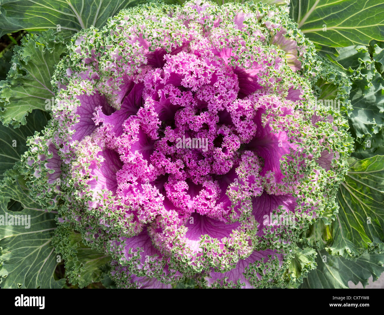 decorative ornamental cabbage with ruffled leaves in the garden Stock ...