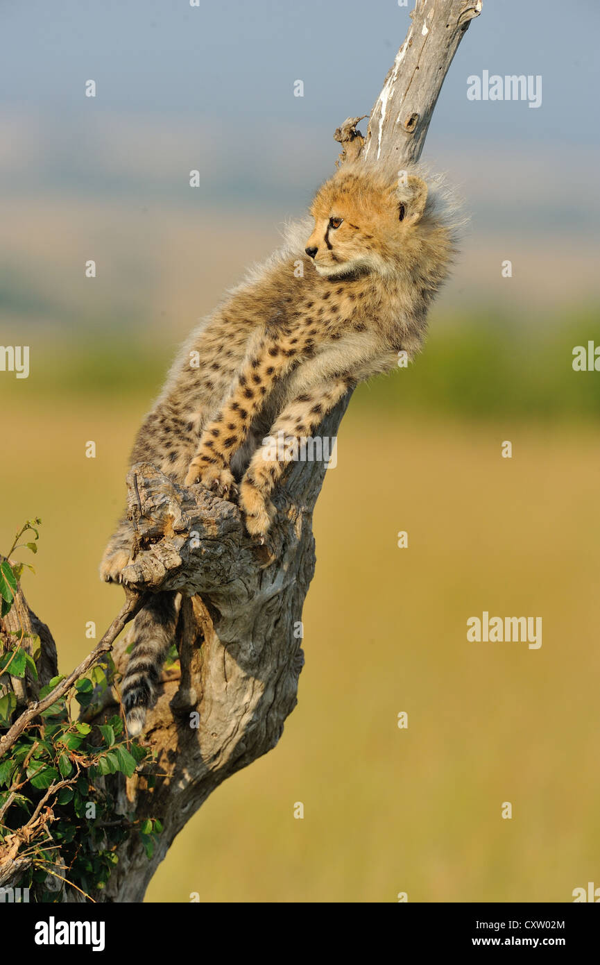 Cheetah climb hi-res stock photography and images - Alamy