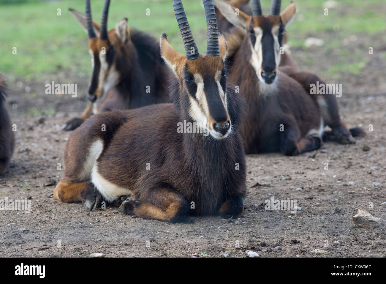 Group of Roan antelope, Hippotragus equinus, resting bare on patch of ...