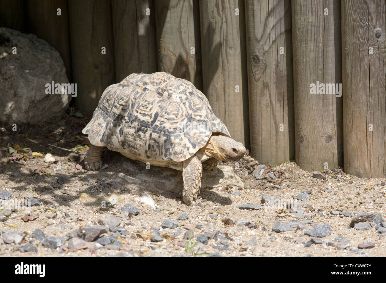 Egyptian tortoise, Testudo kleinmanni, emerges from shady shelter into ...