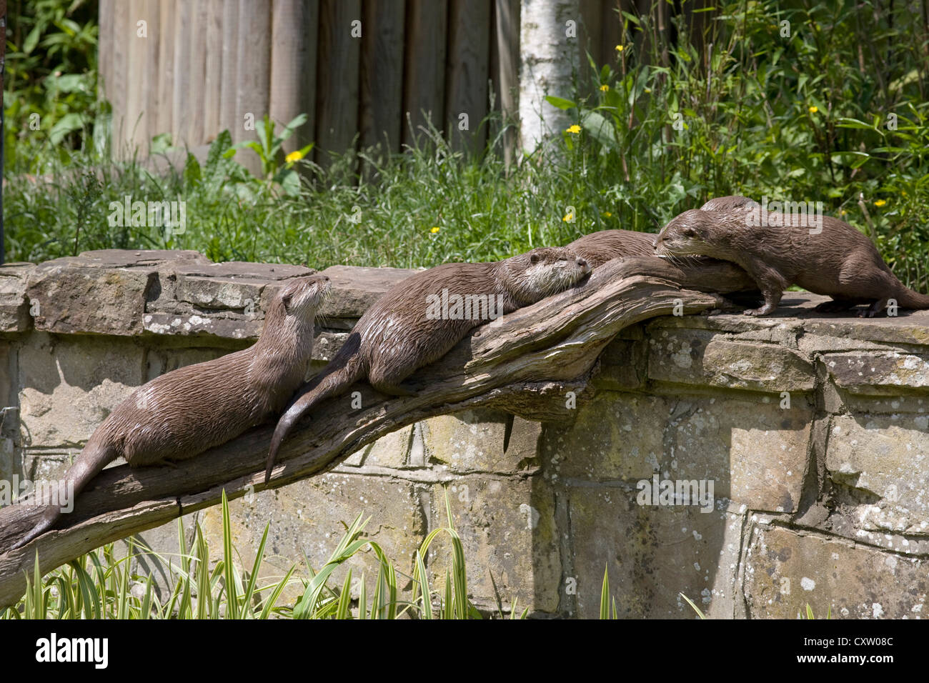 Otter on log hi-res stock photography and images - Alamy