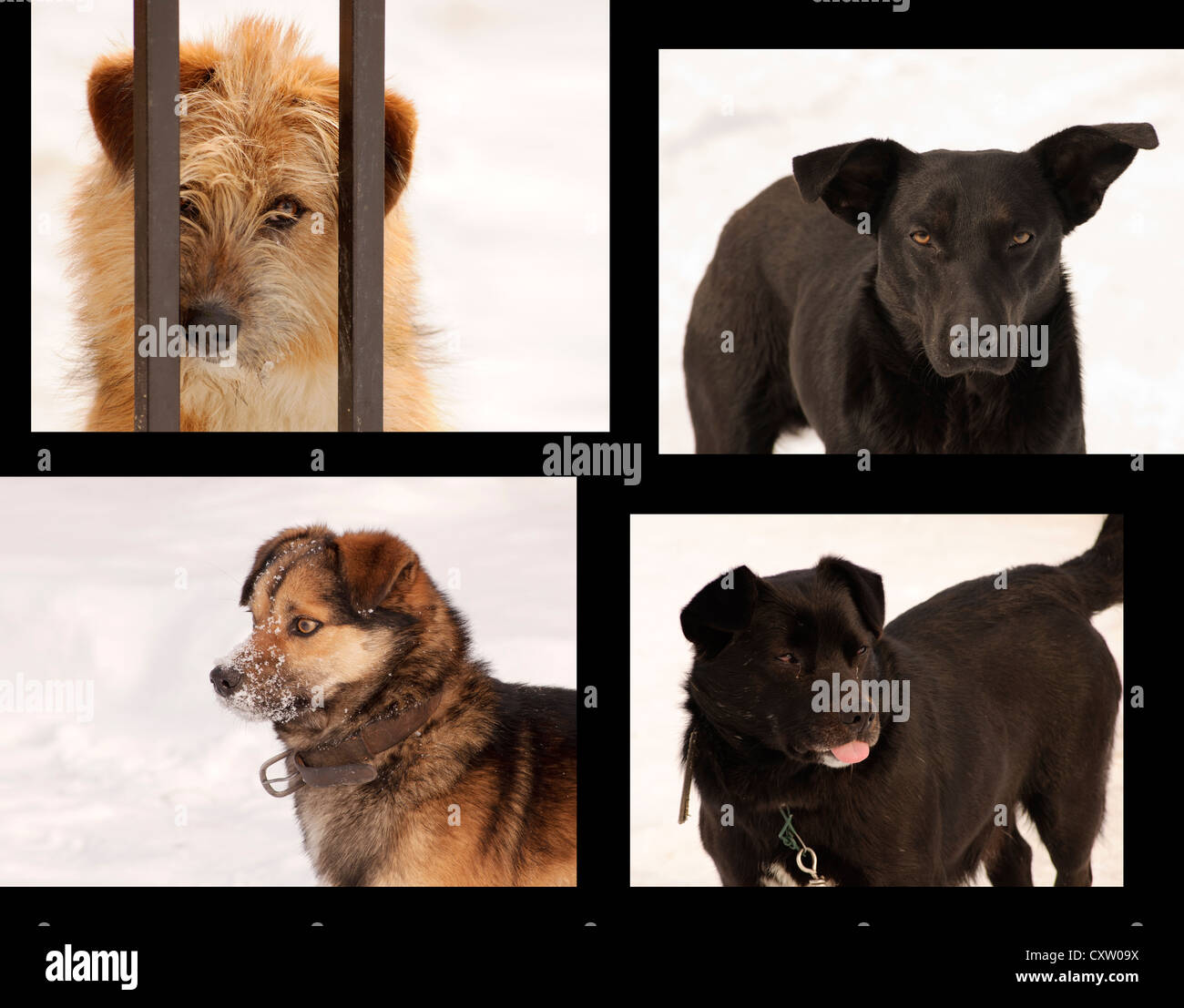 Collage of different cute pets hi-res stock photography and images - Alamy