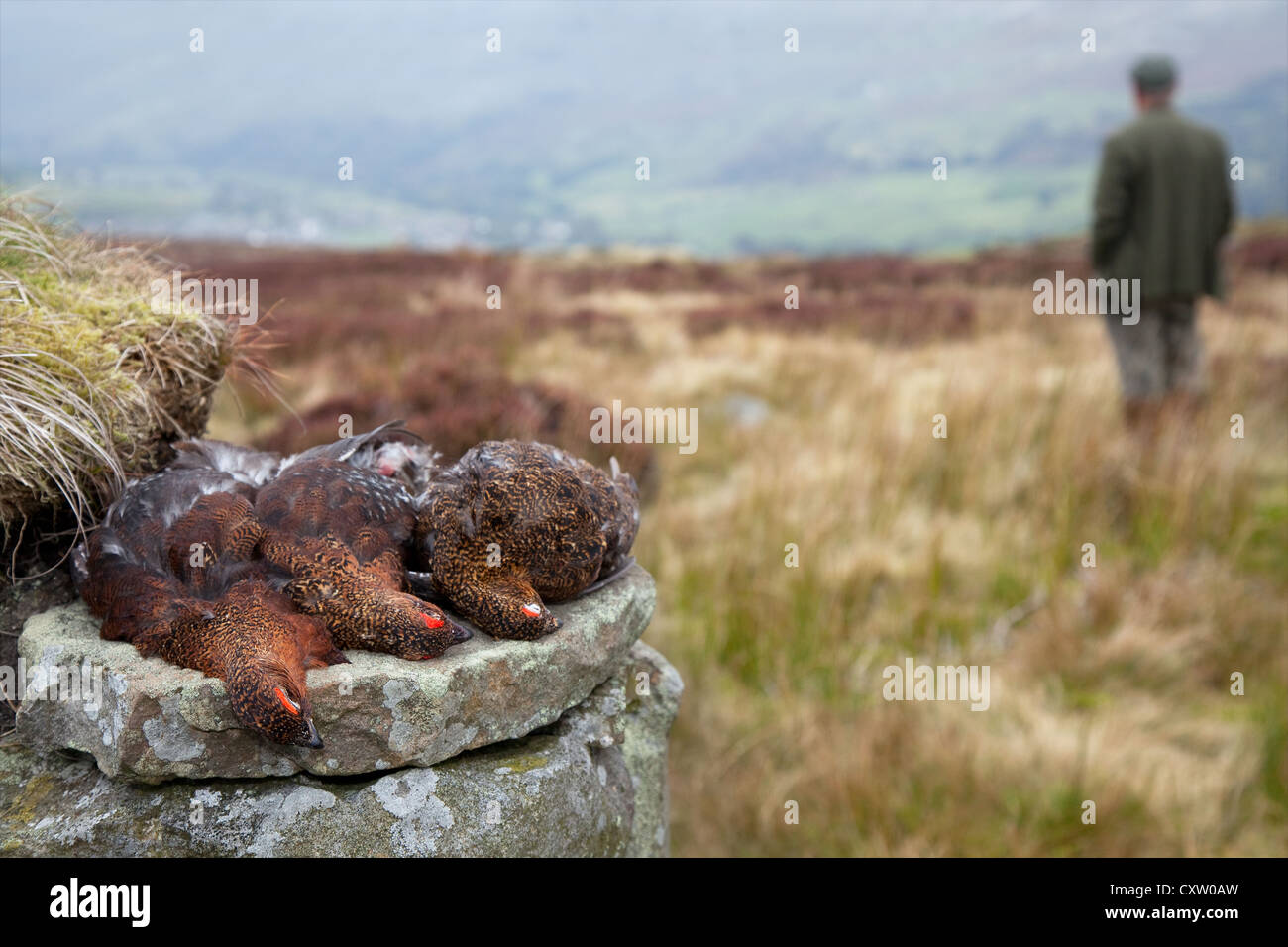 Moorland Gamekeeper and shot Red Grouse on the Glorious 12th North ...