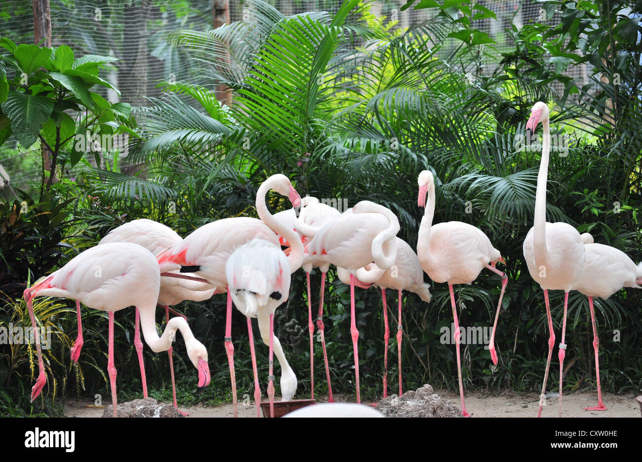 A group of flamingo in the open zoo Stock Photo - Alamy