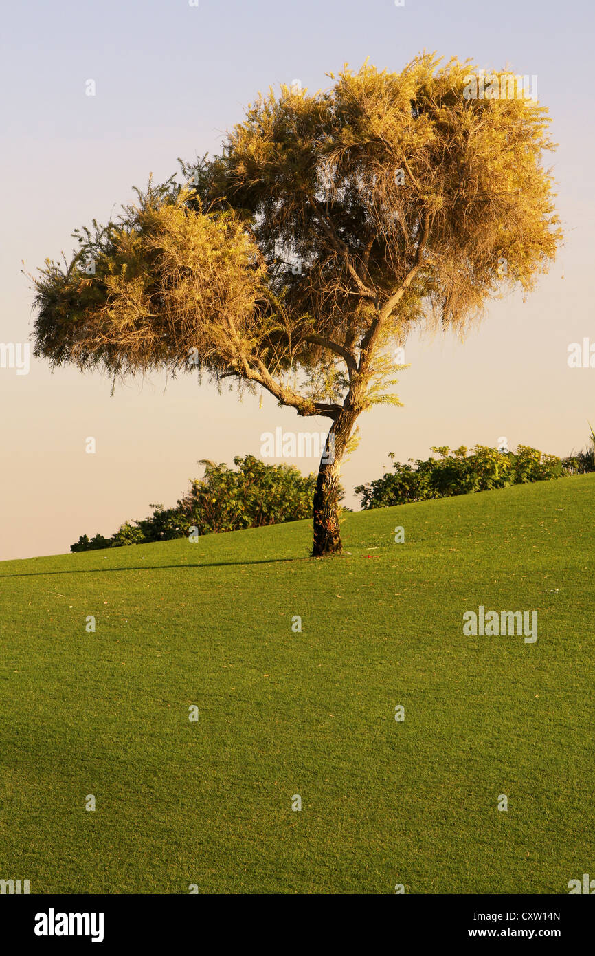 Dubai countryside hi-res stock photography and images - Alamy