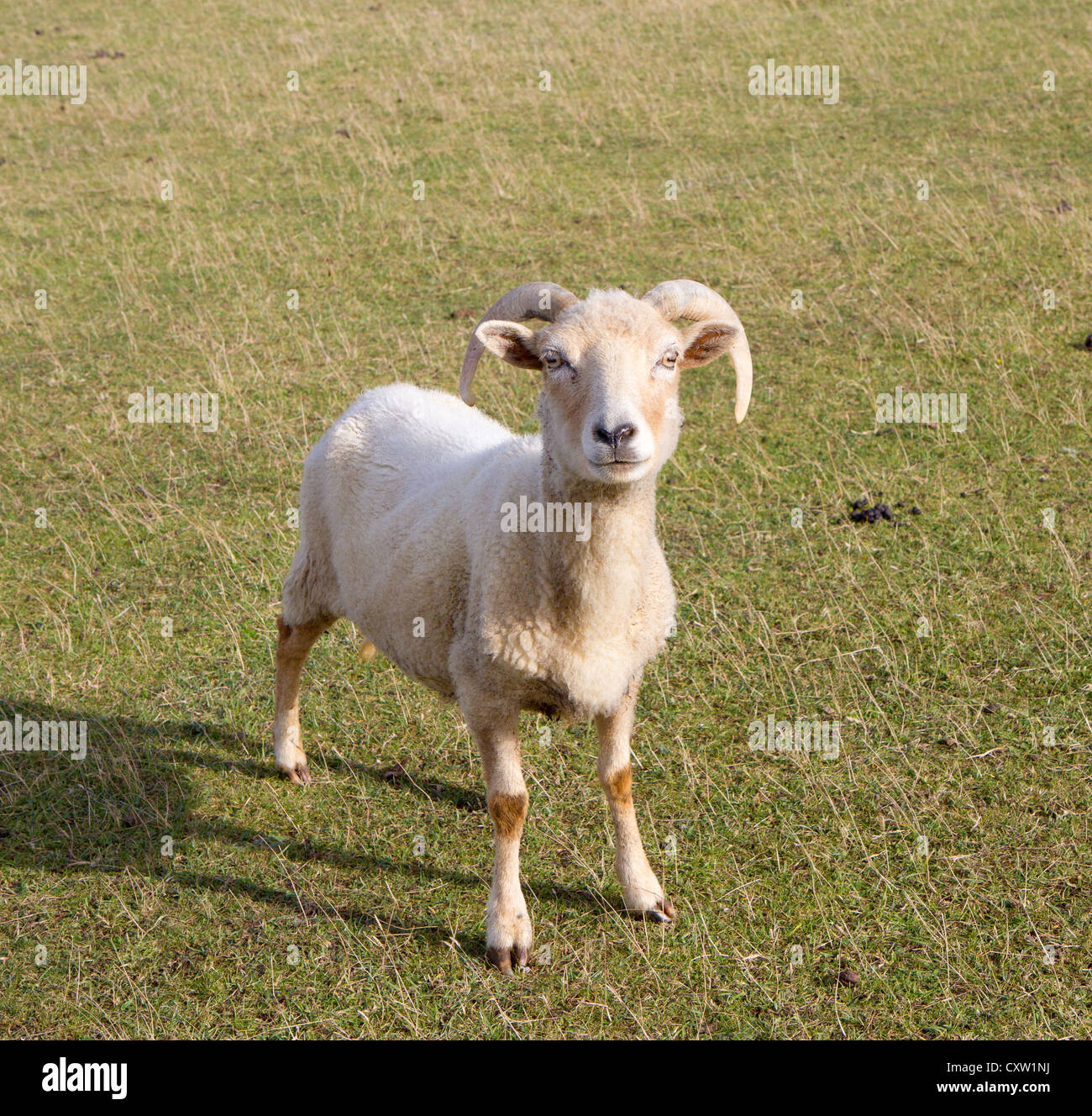 Portland sheep rare breed with horns from the Isle of Portland in ...