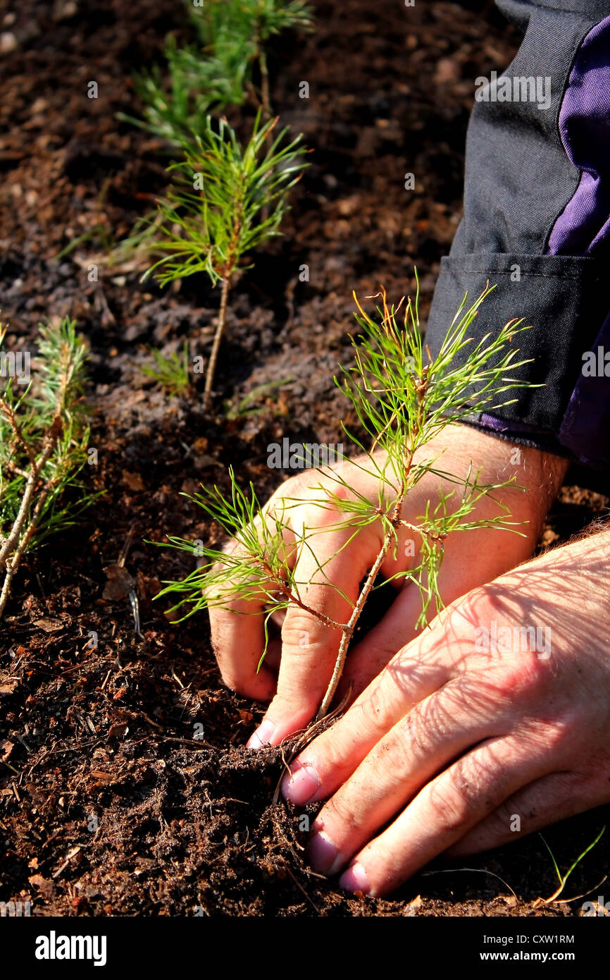 Planting a tree hi-res stock photography and images - Alamy
