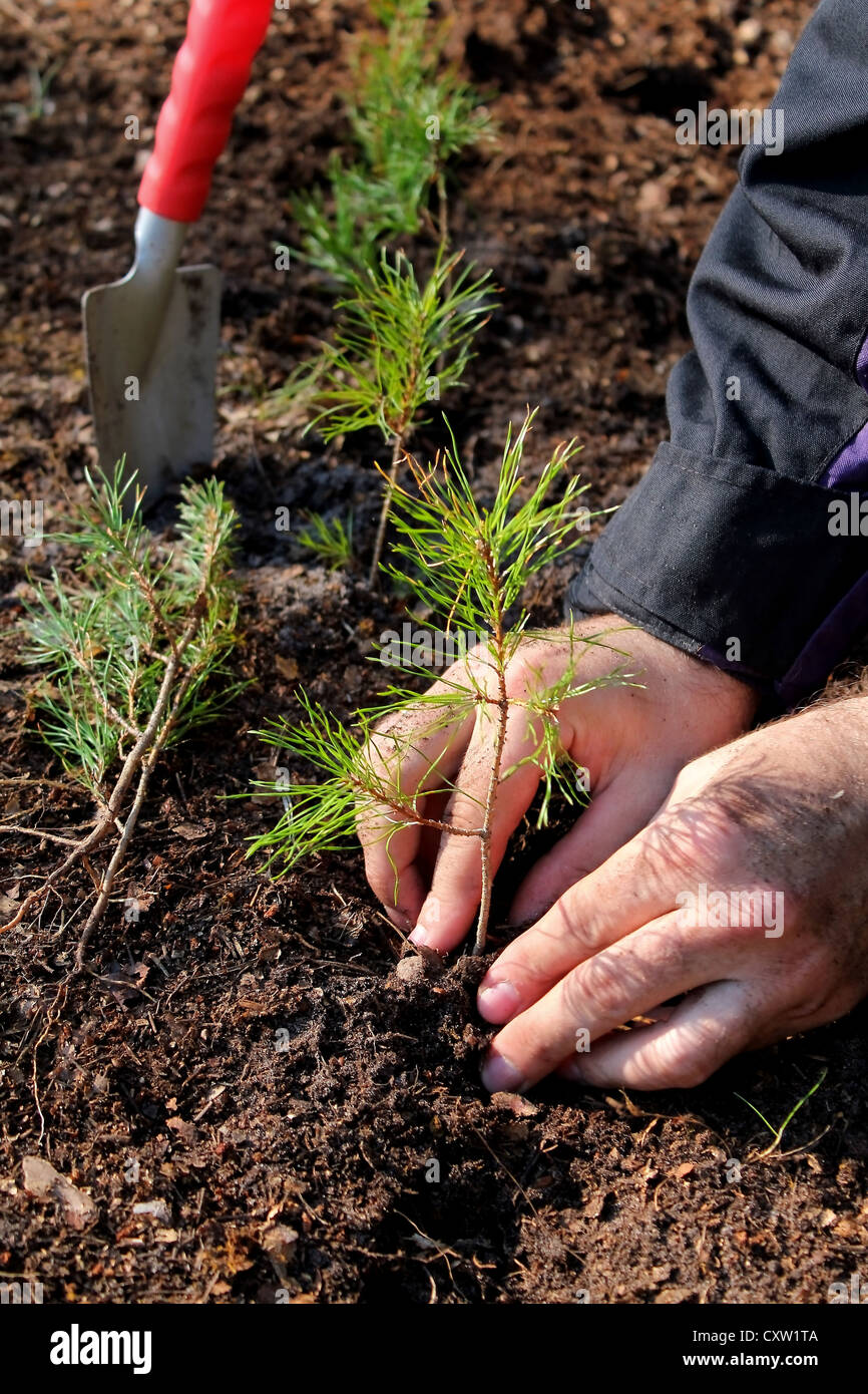 Forest hand soil dig hi-res stock photography and images - Alamy