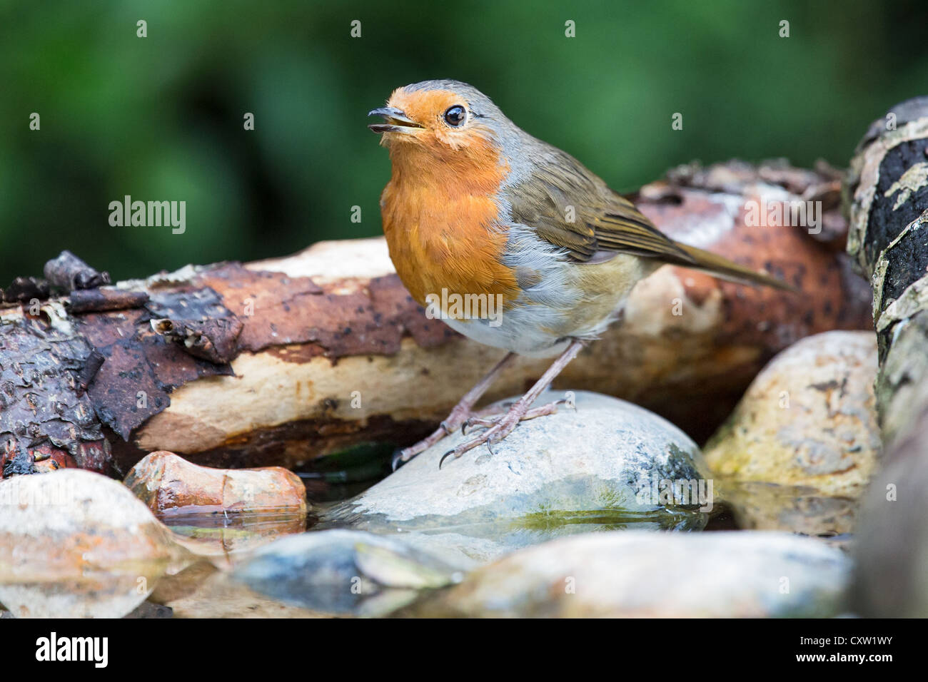 Robin stone hi-res stock photography and images - Alamy