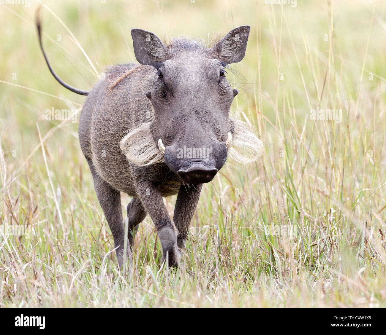 Eye-level view of a common wart-hog (Phacochoerus africanus) walking ...