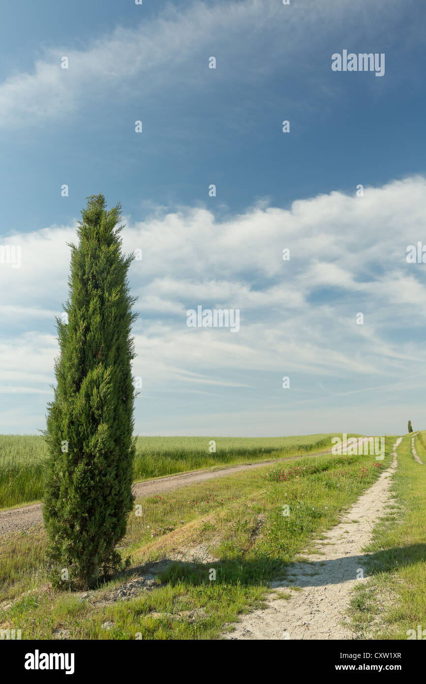 Italian cypress tree hi-res stock photography and images - Alamy